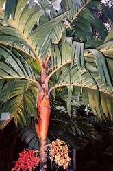 Jenis-jenis Palem (Arecaceae) Di Indonesia #2 | Alamendah's Blog