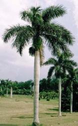 Jenis-jenis Palem (Arecaceae) Di Indonesia #2 | Alamendah's Blog