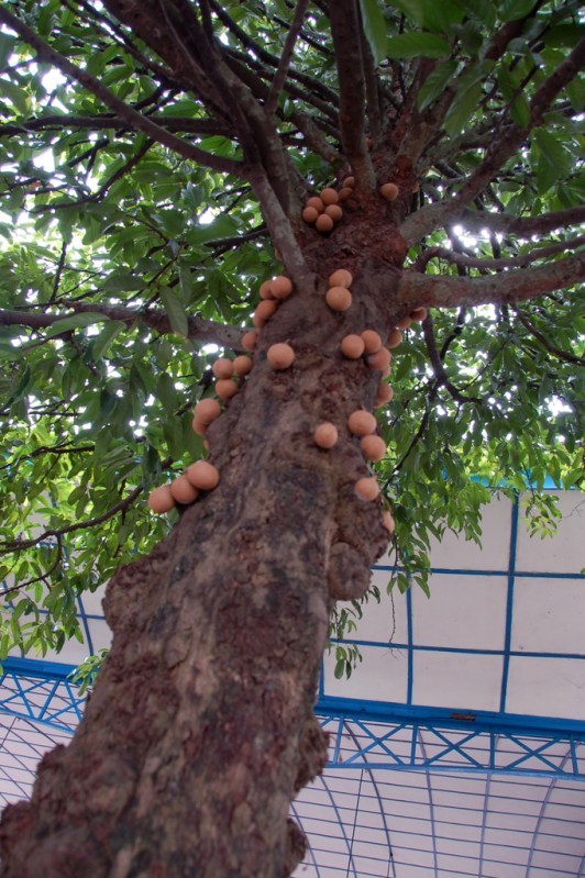 Buah Kepel (Stelechocarpus burahol) Kegemaran Putri Keraton | Alamendah ...