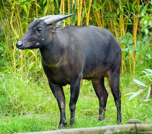 Anoa Satwa Endemik Sulawesi | Alamendah's Blog