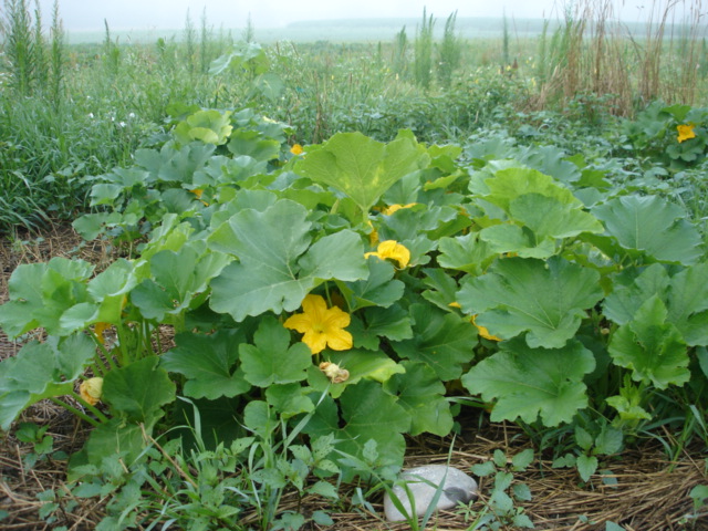 Labu Tumbuhan Kaya Manfaat | Alamendah's Blog