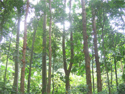 Majegau (Dysoxylum densiflorum) Identitas Provinsi Bali | Alamendah's Blog