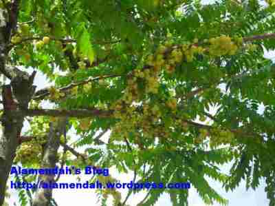 Pohon dan Buah Ceremai dan Aneka Manfaat | Alamendah's Blog