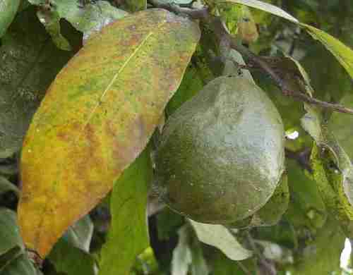 Buah Gayam (Inocarpus fagiferus) Harus Dimasak Dulu | Alamendah's Blog