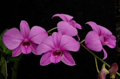 Anggrek Larat (Dendrobium phalaenopsis) Anggrek Langka dari Maluku ...