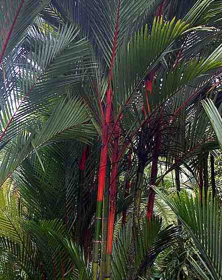 Pohon Pinang Merah
