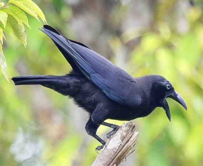 Gagak Banggai (Corvus unicolor) Burung Langka Endemik Sulawesi ...