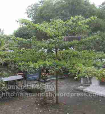 Pohon Ketapang atau Terminalia catappa | Alamendah's Blog