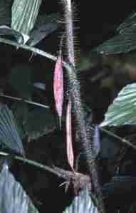 Palem Jawa (Ceratolobus glaucescens) Rotan Endemik Jawa | Alamendah's Blog