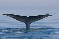 Paus Biru (Balaenoptera musculus) Hewan Terbesar | Alamendah's Blog