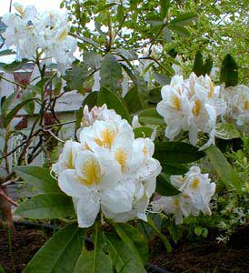 Bunga Rhododendron Asli Indonesia | Alamendah's Blog