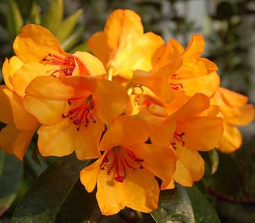 Bunga Rhododendron Asli Indonesia | Alamendah's Blog