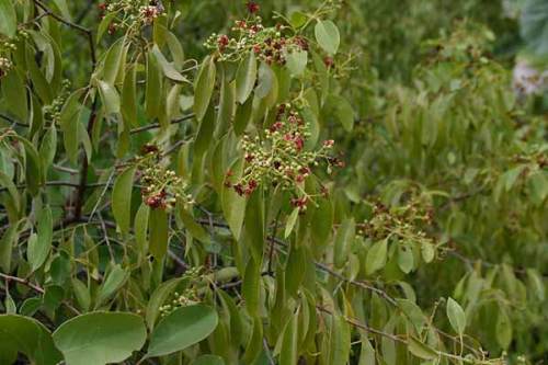 Gambar Flora dan Fauna Indonesia | Alamendah's Blog