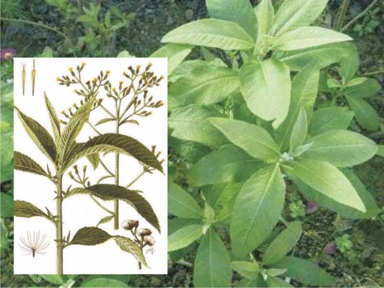 Sembung, Daun dan Akar Kaya Manfaat | Alamendah's Blog