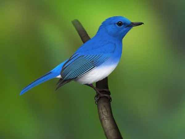 Daftar dan Gambar Burung Langka Sumatera | Alamendah's Blog