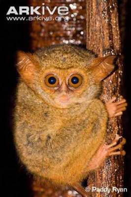 Jenis dan Gambar Tarsius di Indonesia | Alamendah's Blog