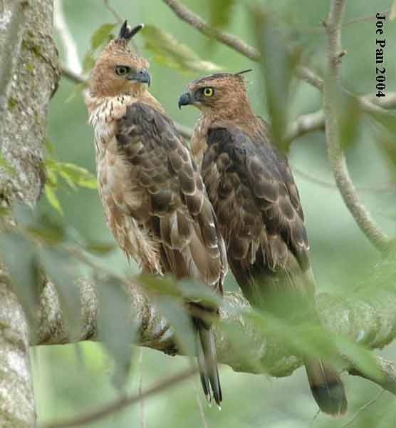 Elang Wallace (Nisaetus nanus) Si Coklat Berjambul | Alamendah's Blog