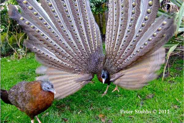 Kuau Raja (Argusianus argus) | Alamendah's Blog