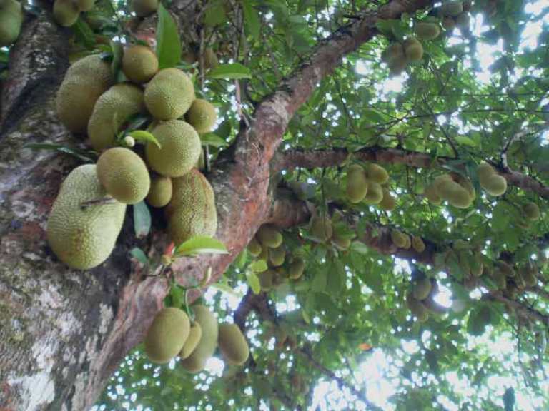 Mengenal Cempedak Buah Eksotis Asli Indonesia | Alamendah's Blog