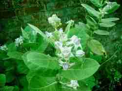 Biduri atau Widuri (Calotropis gigantea) yang Terabai | Alamendah's Blog