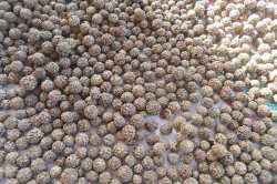 Ganitri atau Jenitri Pohon Air Mata Dewa Siwa | Alamendah's Blog