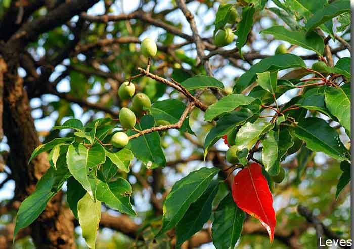 Ganitri atau Jenitri Pohon Air Mata Dewa Siwa | Alamendah's Blog