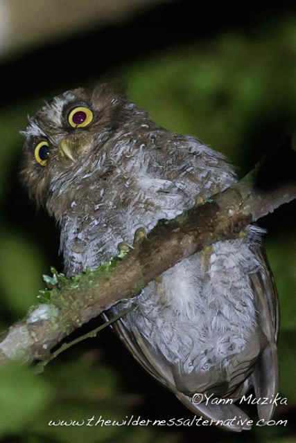 Celepuk Flores (Otus alfredi) Burung Hantu Endemik Flores | Alamendah's ...