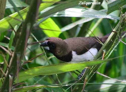 Gambar Burung Pipit, Bondol, dan Gelatik Indonesia | Alamendah's Blog