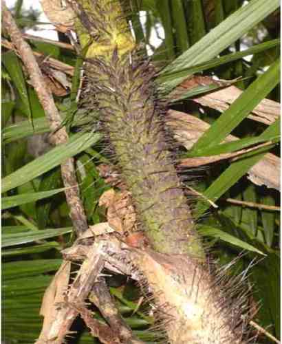 Mengenal Jenis-Jenis Rotan Indonesia | Alamendah's Blog