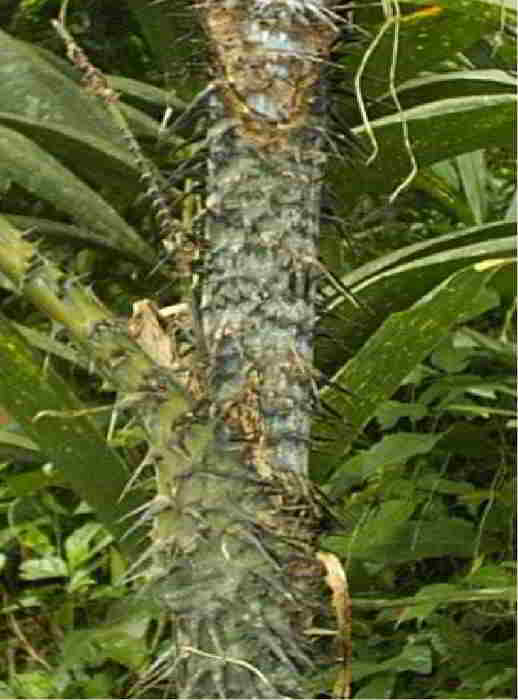 Mengenal Jenis-Jenis Rotan Indonesia | Alamendah's Blog