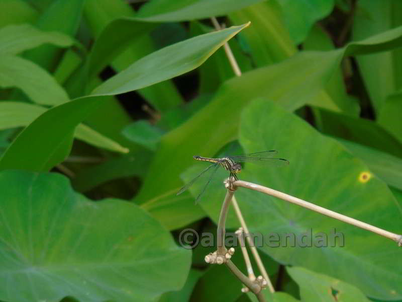 5 Mitos dan Fakta Tentang Capung | Alamendah's Blog