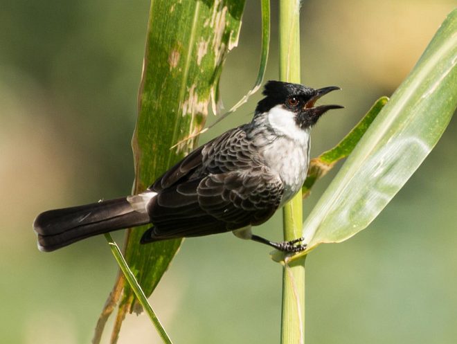 Burung Kutilang (Pycnonotus aurigaster) Cucak Terpopuler | Alamendah's Blog