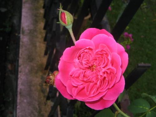 Kumpulan Gambar Bunga Mawar Cantik | Alamendah's Blog