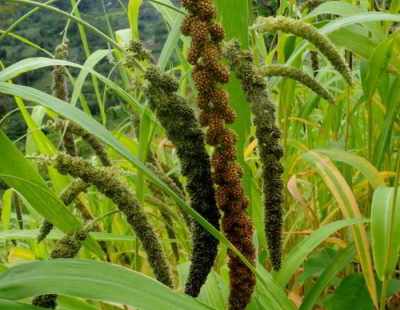 Jewawut (Jawawut), Tanaman Pangan yang Terabaikan | Alamendah's Blog