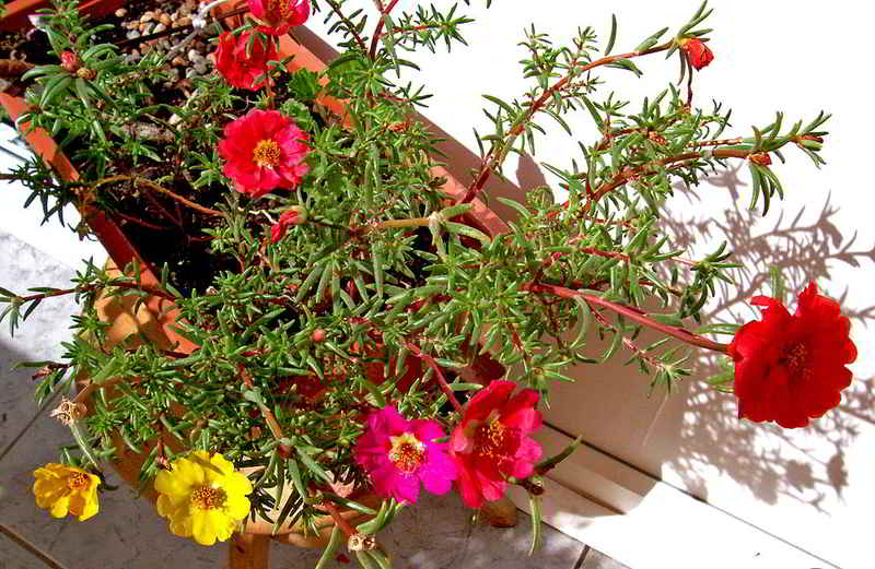 Portulaca grandiflora Bunga Pukul Sembilan nan Cantik Manis | Alamendah ...