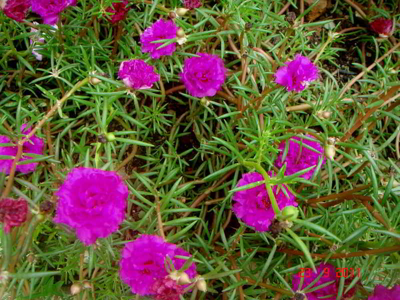 Portulaca grandiflora Bunga Pukul Sembilan nan Cantik Manis | Alamendah ...