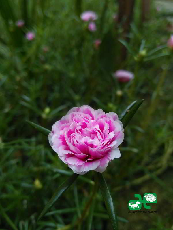 Portulaca grandiflora Bunga Pukul Sembilan nan Cantik Manis | Alamendah ...